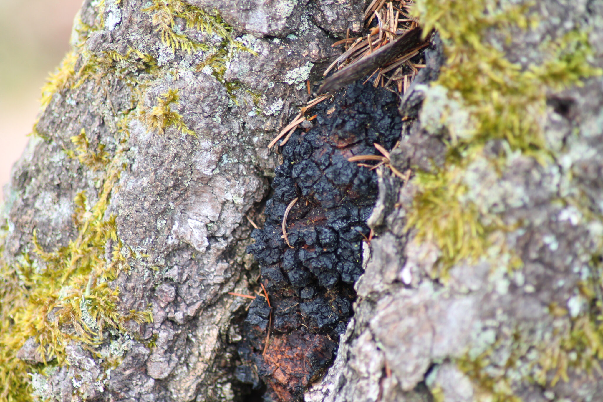 Chaga - Ein leckerer Tee aus einem Pilz (Schiefer Schillerporling ...