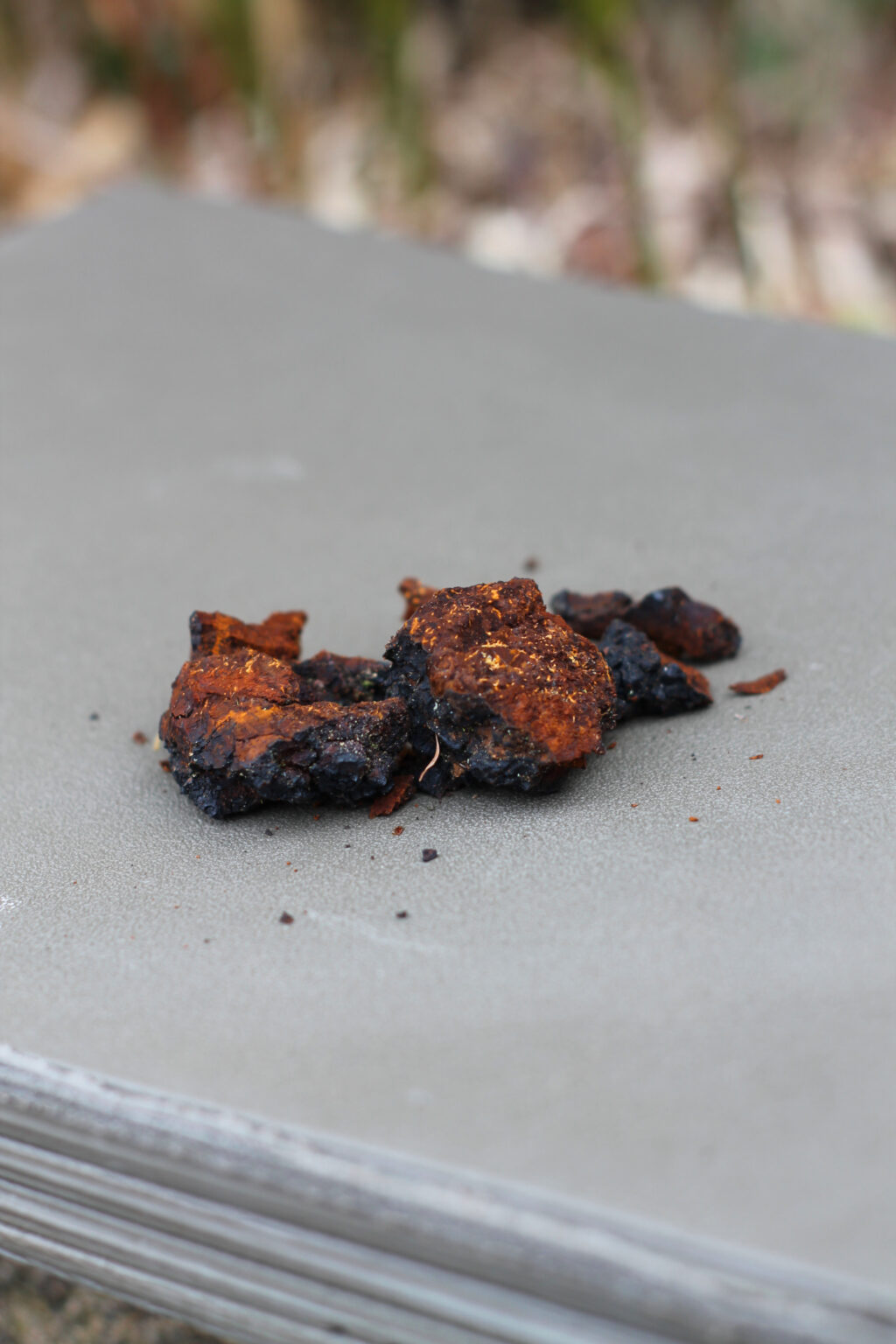 Chaga - Ein leckerer Tee aus einem Pilz (Schiefer Schillerporling ...