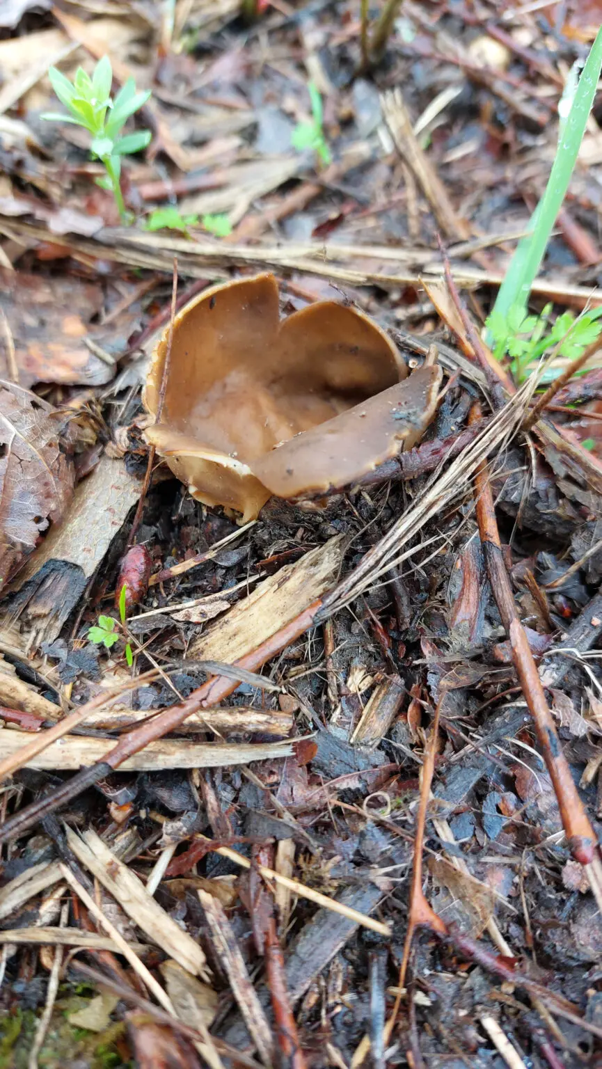 Von Morcheln, Lorcheln und Gyromitrin - experience-outdoor.de