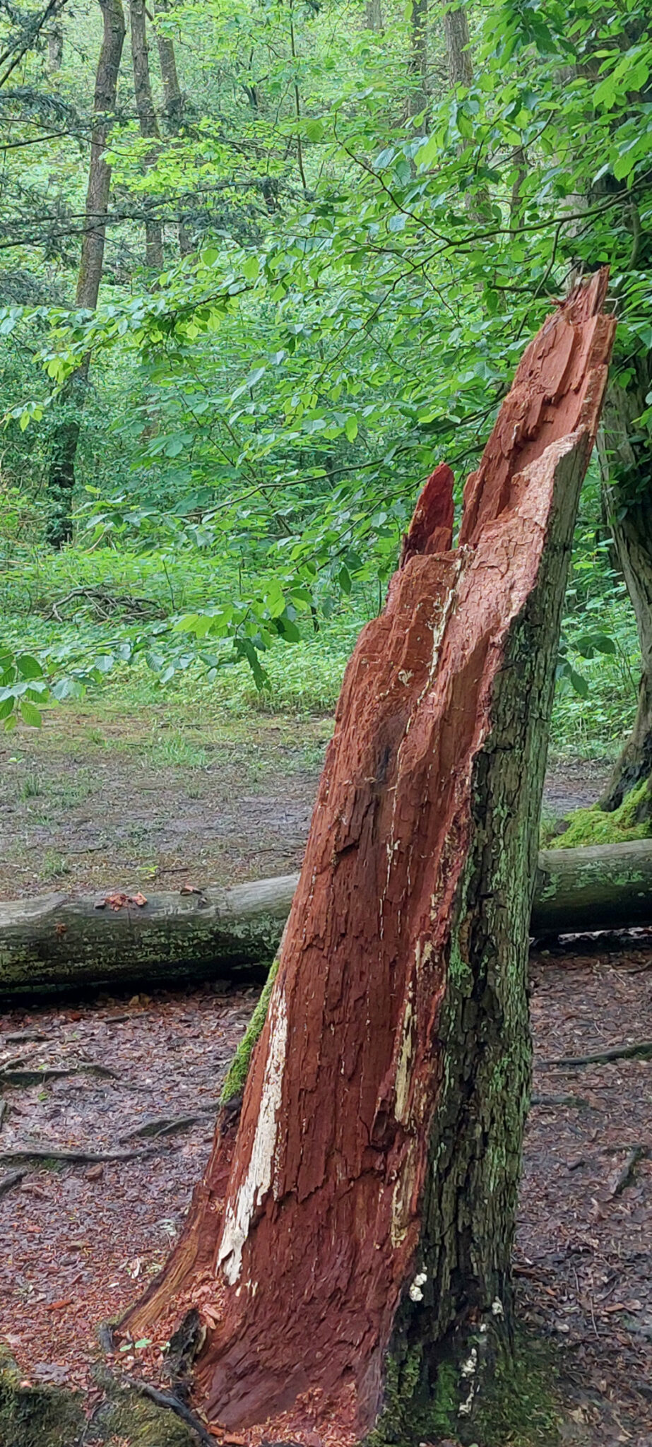 Wenn Holz morsch wird... - experience-outdoor.de